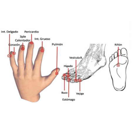 Meridianos - Yo Soy Terapias Espejo